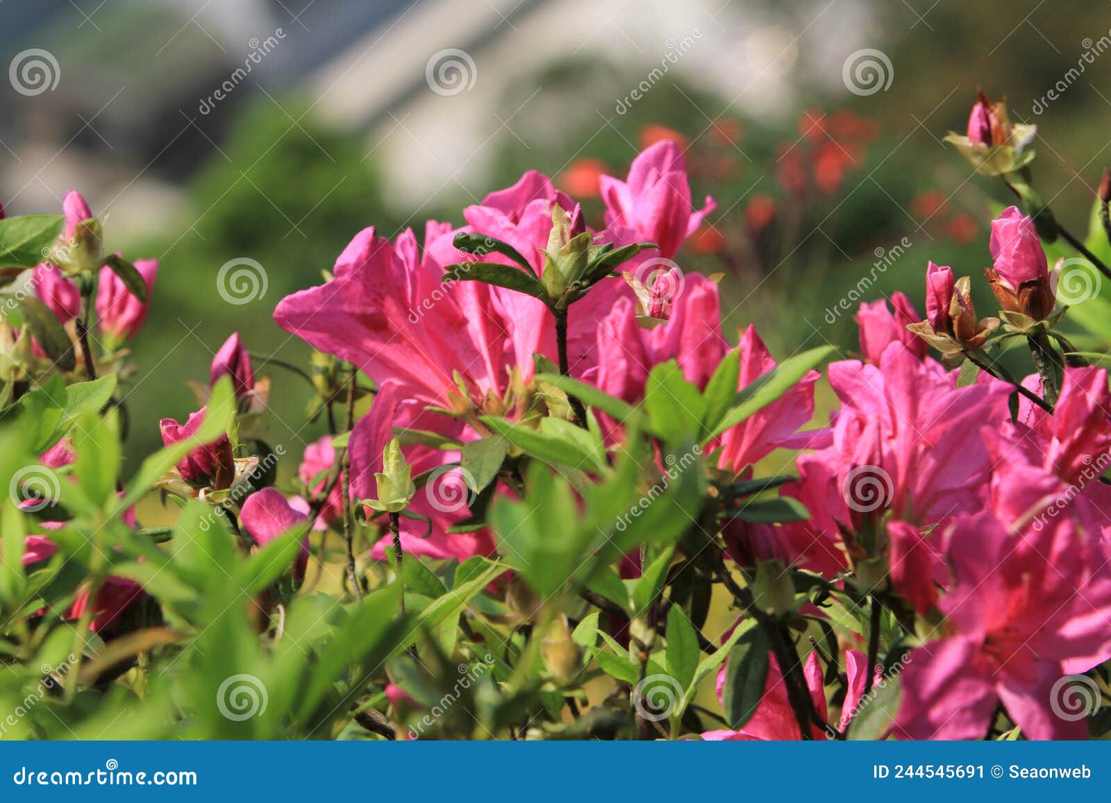 A Flower Bed of White Azalea Blossoms at Park, Hk Stock Image - Image ...
