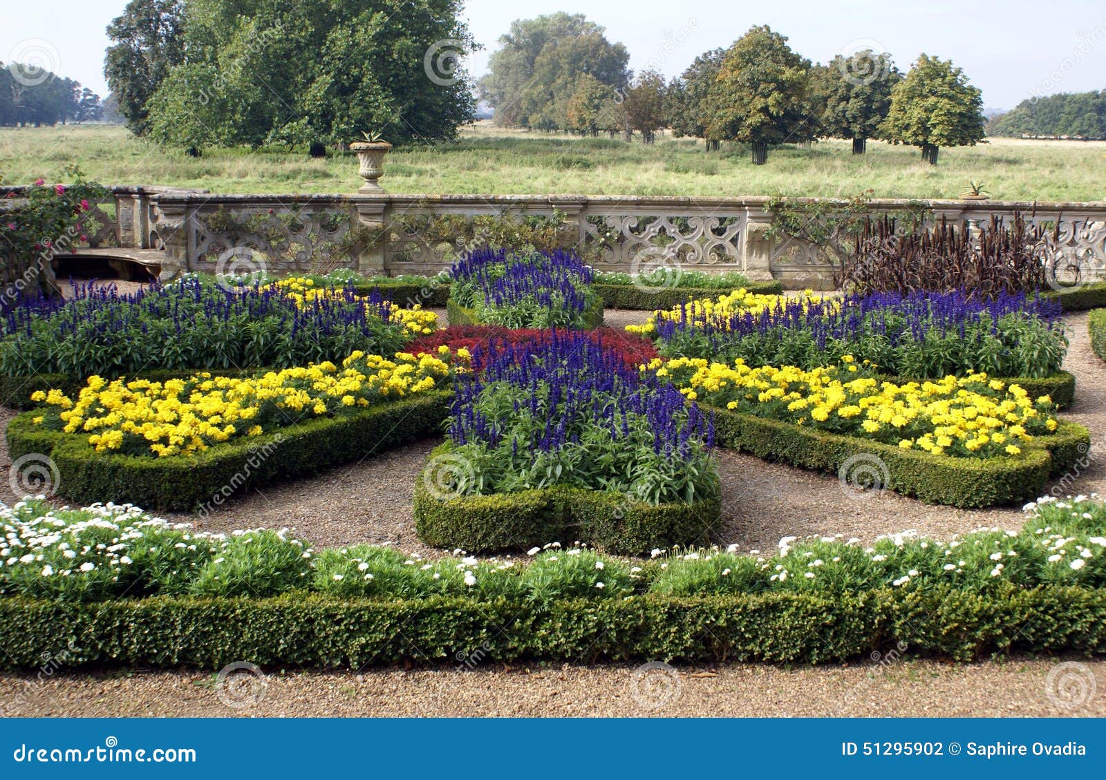Flower Beds Growing in a Garden Stock Photo - Image of salvia, outdoor ...