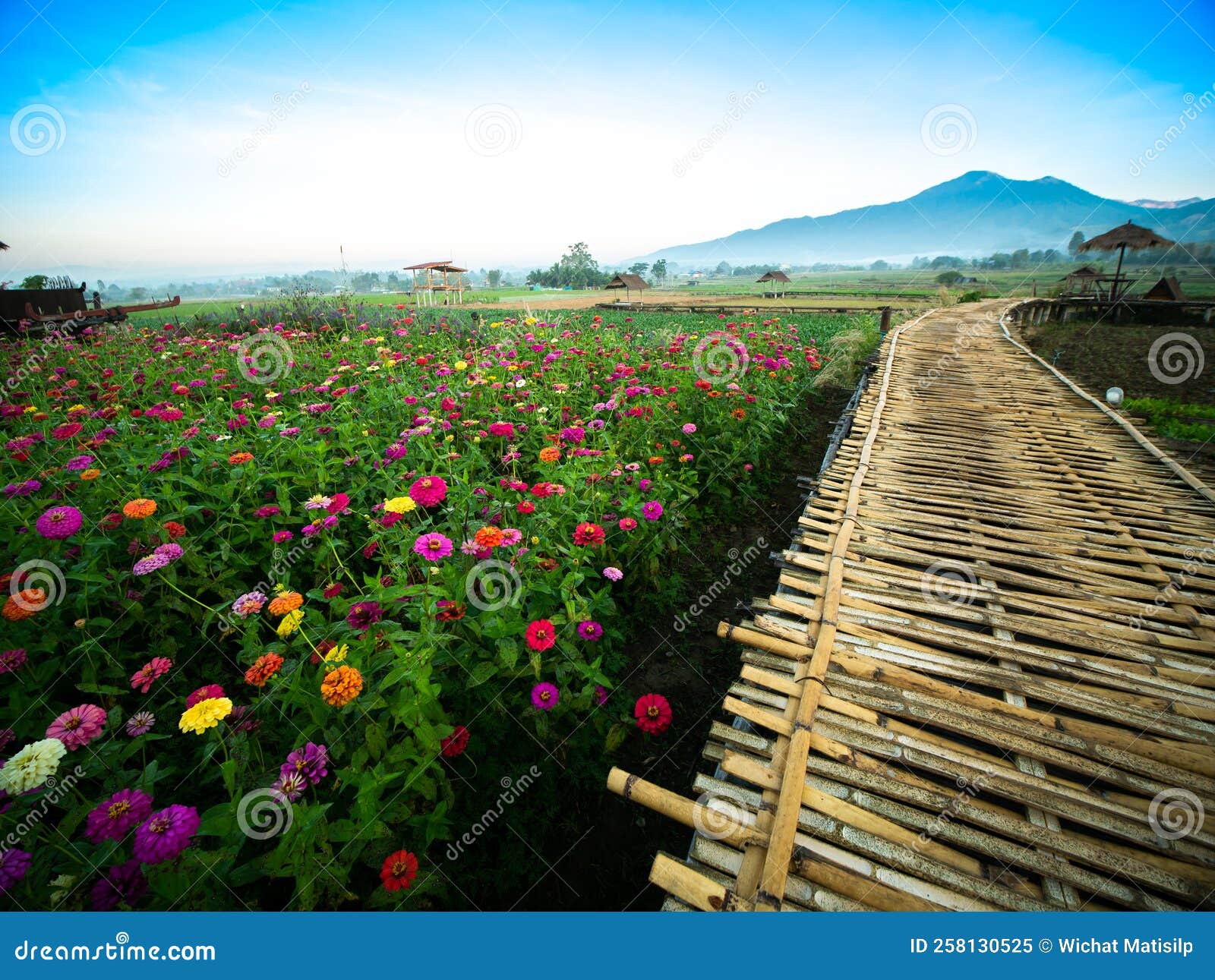 Flower Beds and Vegetable Beds in the Fields Behind the Mountain Stock ...