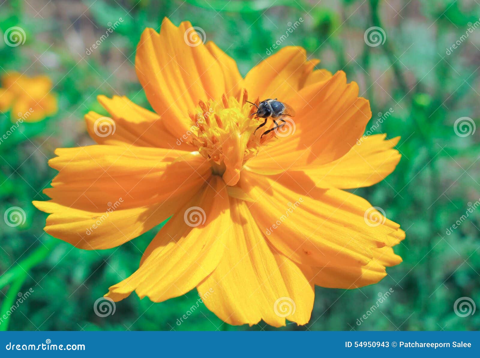 Flower stock image. Image of nectar, animal, symbol, texture - 54950943