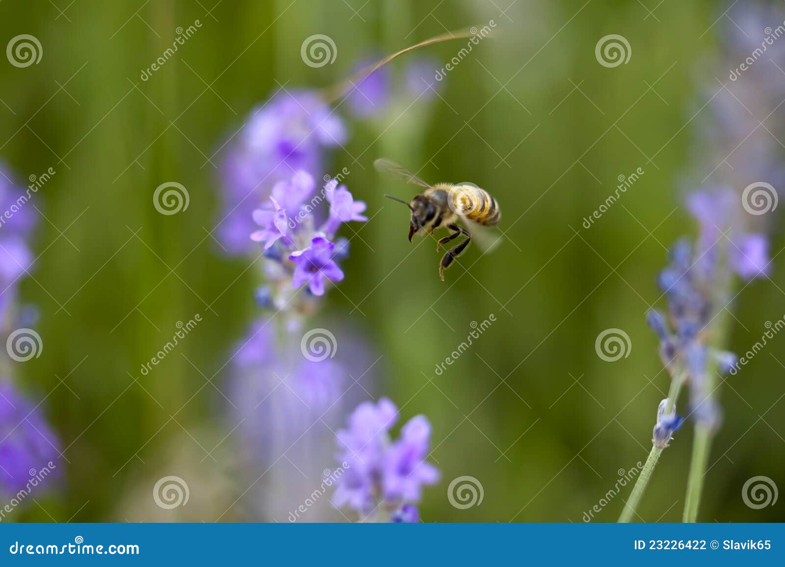 Flower and a Bee Flying To it Stock Photo - Image of green, details ...