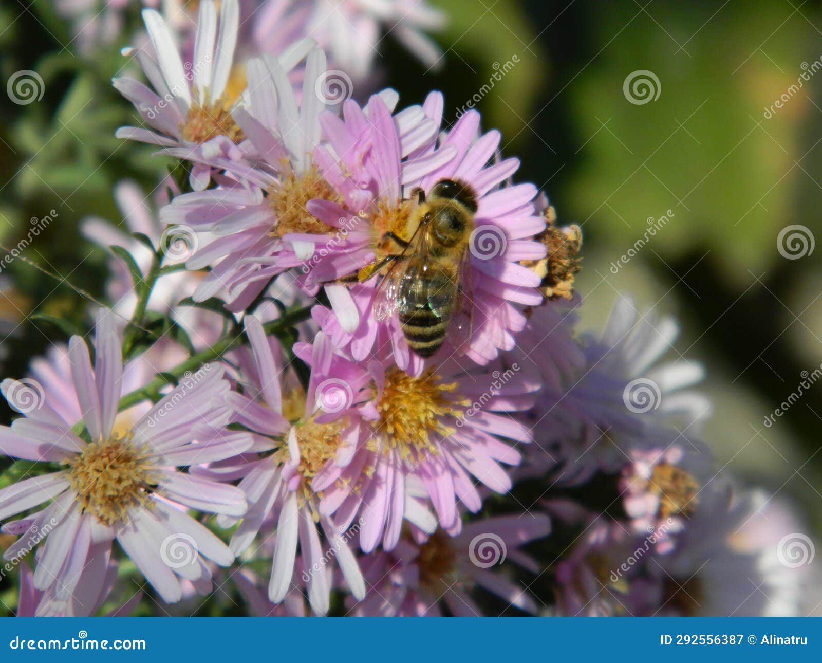 A Flower and a Bee, Pollination, Life Stock Image - Image of love, life ...