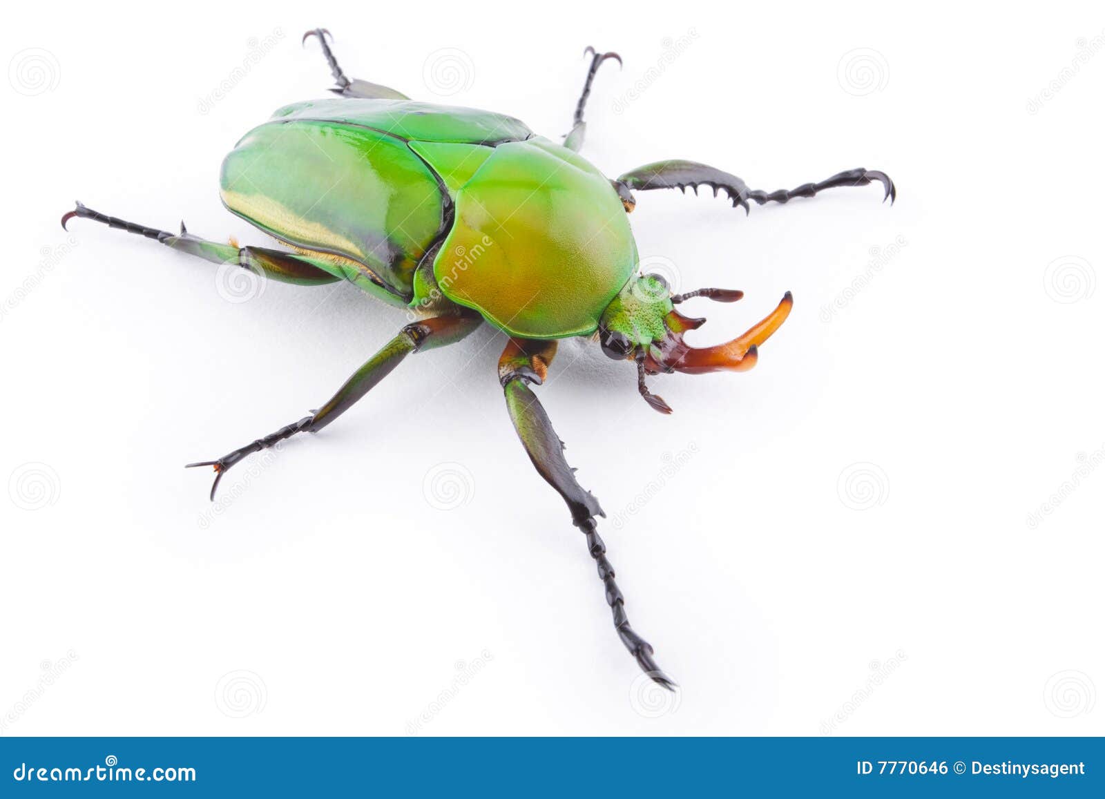Flower Beetle stock photo. Image of male, green, landscape - 7770646