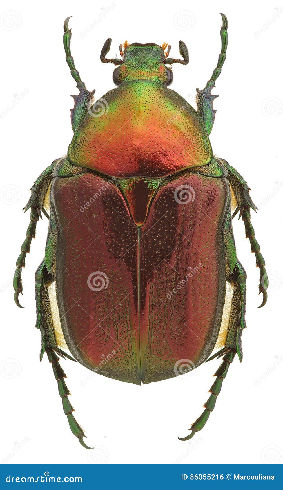 Flower Beetle Protaetia Angustata Stock Photo - Image of shining ...
