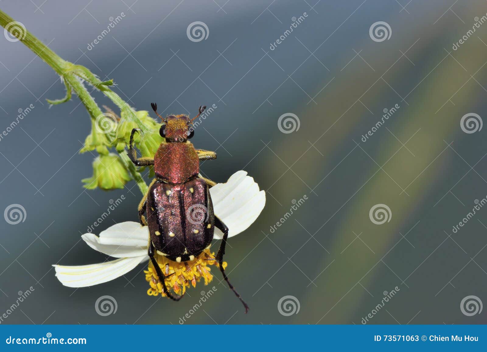 Flower beetles stock image. Image of scarabaeidae, elegans - 73571063