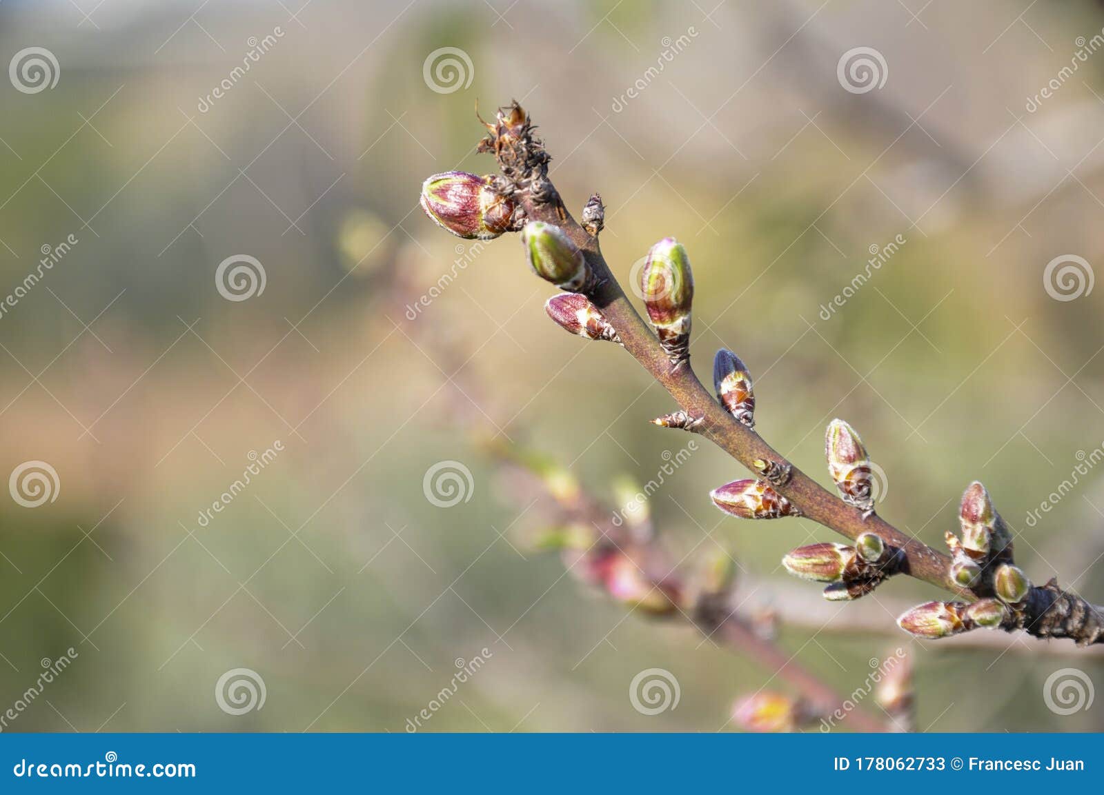 Flower being born stock image. Image of growth, nature - 178062733