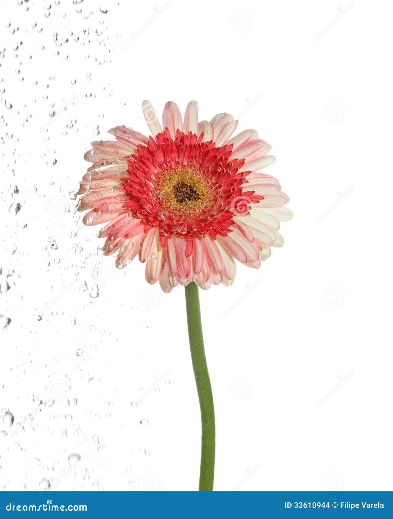 Flower Being Irrigate Isolated Stock Photo - Image of flower, colours ...