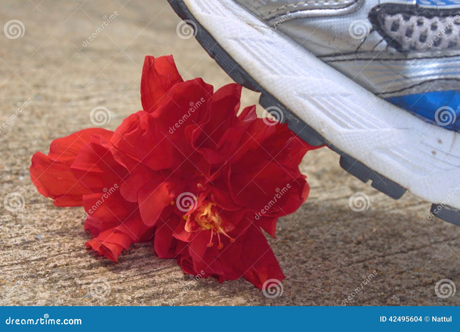 Flower being step on stock photo. Image of close, bright - 42495604
