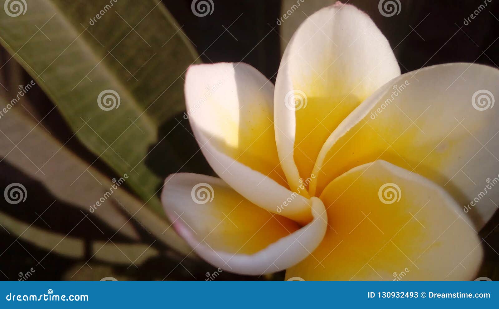 269 Bela Flower Stock Photos - Free & Royalty-Free Stock Photos from ...