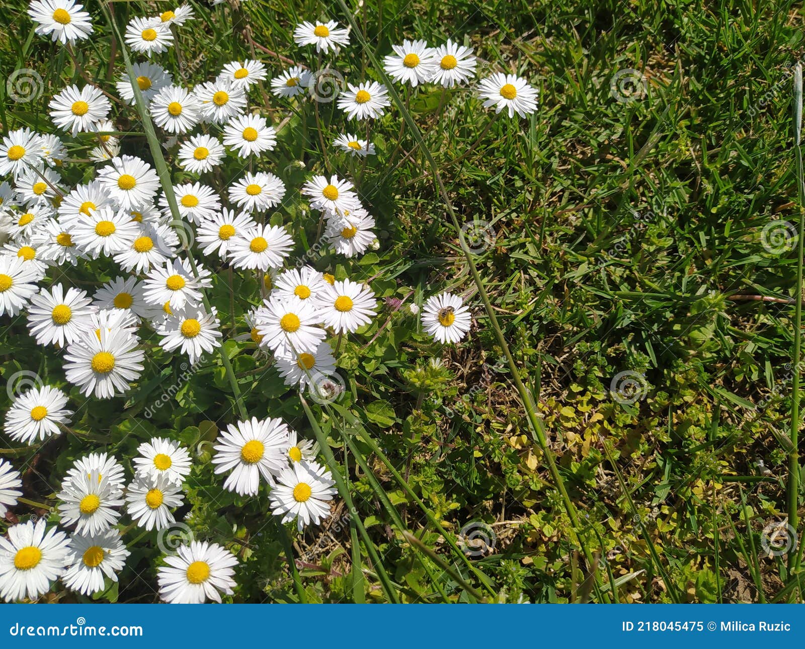 Flower Bellis Perennis, Spring, Health Plant, Green Grass, Bee Stock ...