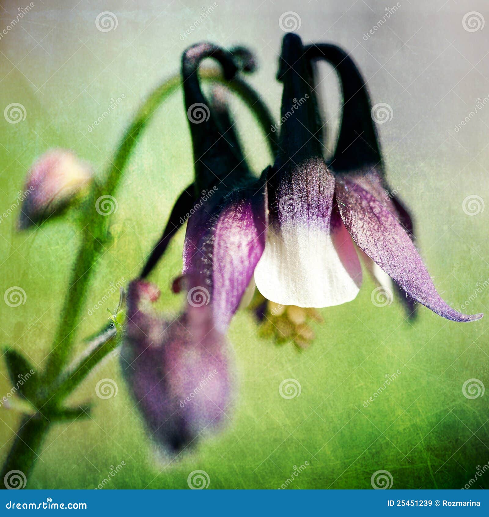 Flower bell stock image. Image of natural, bell, campanula - 25451239