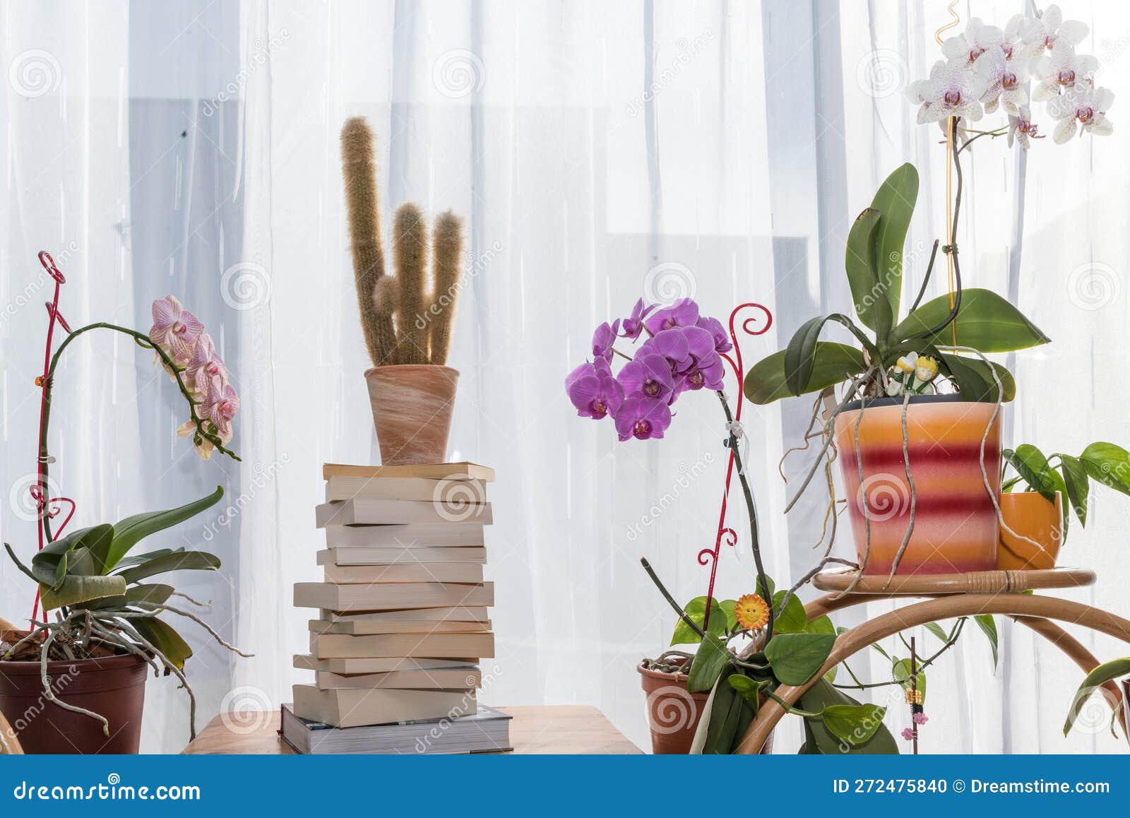 Flower Bench with Cactus and Orchids Stock Photo - Image of plant ...