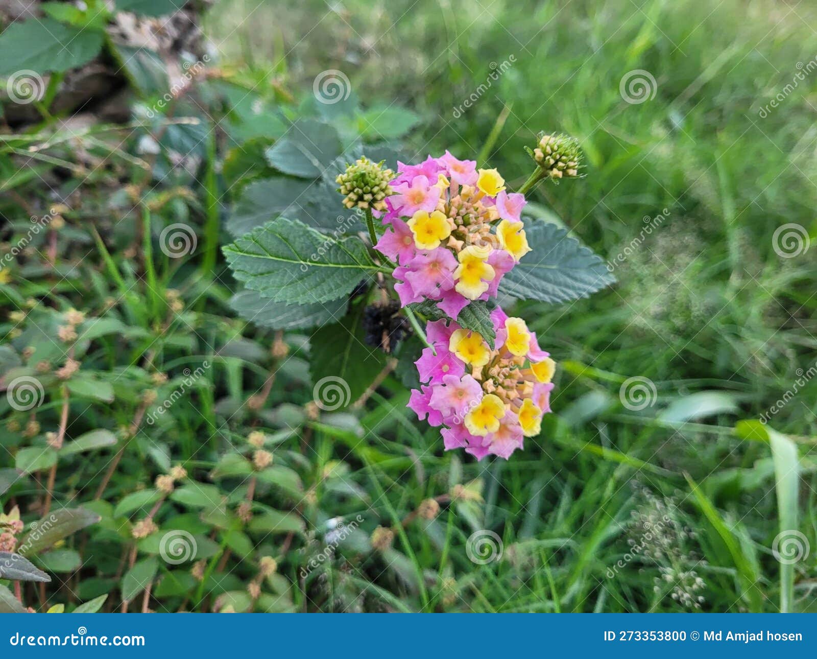 Flower Best Flower Green Grass Flower Stock Photo - Image of flwoer ...