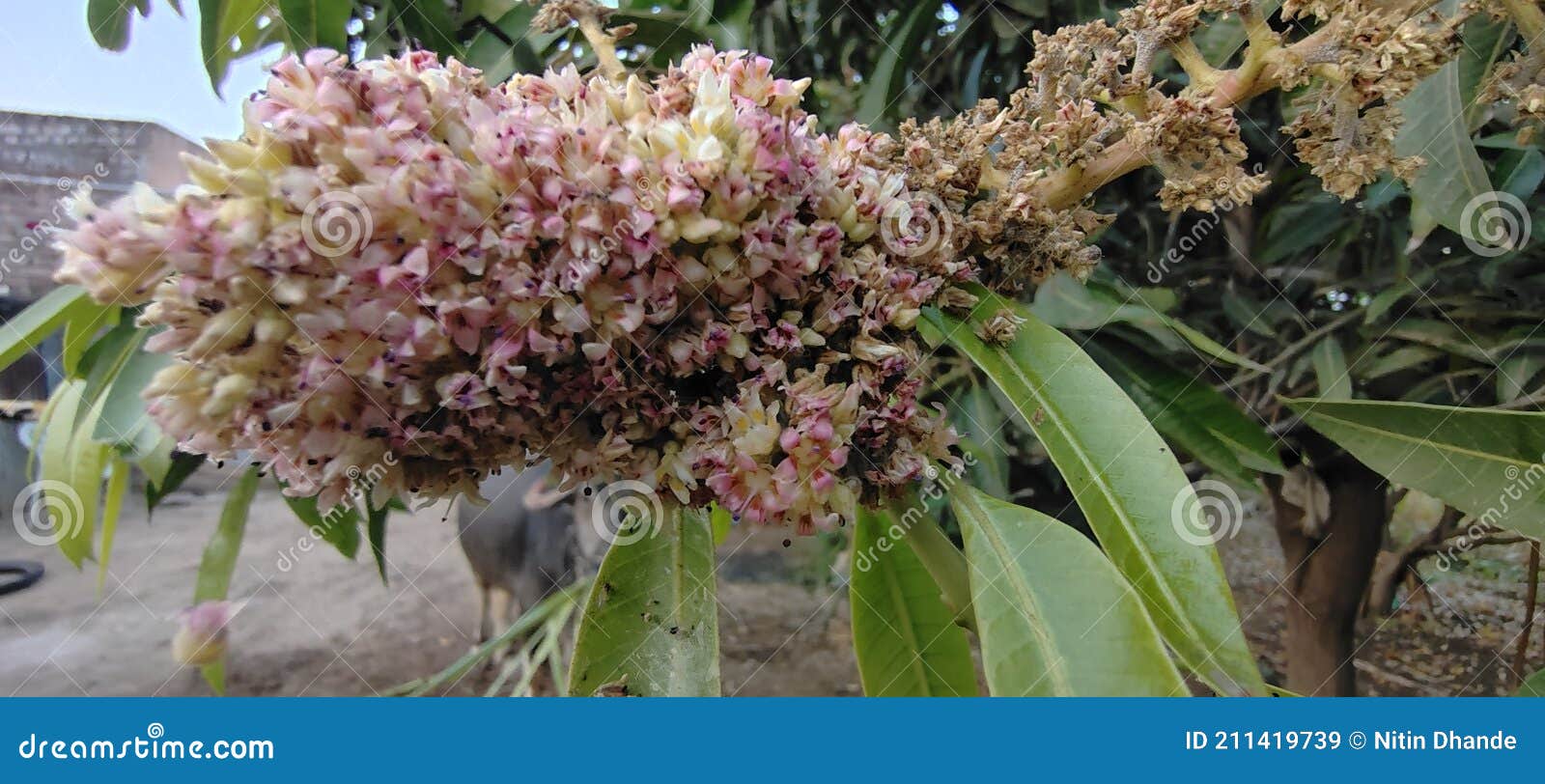 Flower Best Nature Indian Mango Tree Stock Image - Image of nature ...