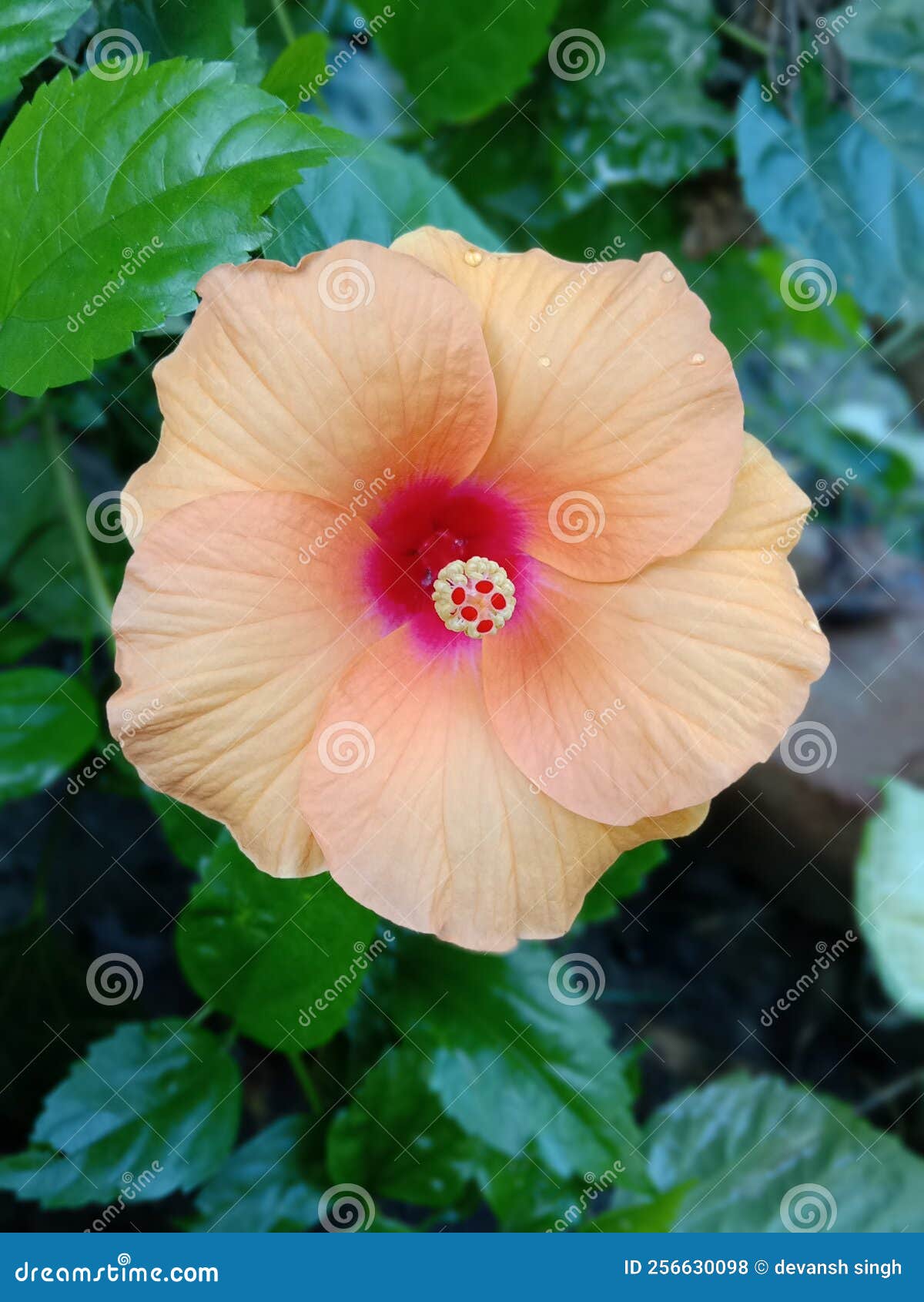 Flower Beutiful Photography Stock Photo - Image of lovely, flower ...