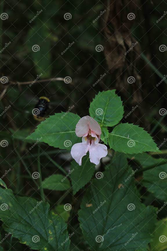 Flower and bi stock photo. Image of photonature, flower - 324656190