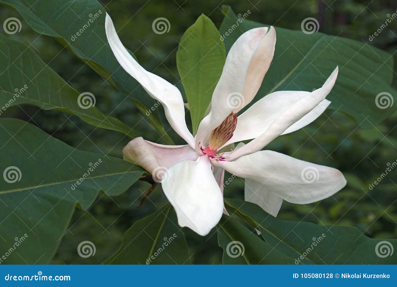 Bigleaf magnolia flower stock photo. Image of bigleaf - 105080128