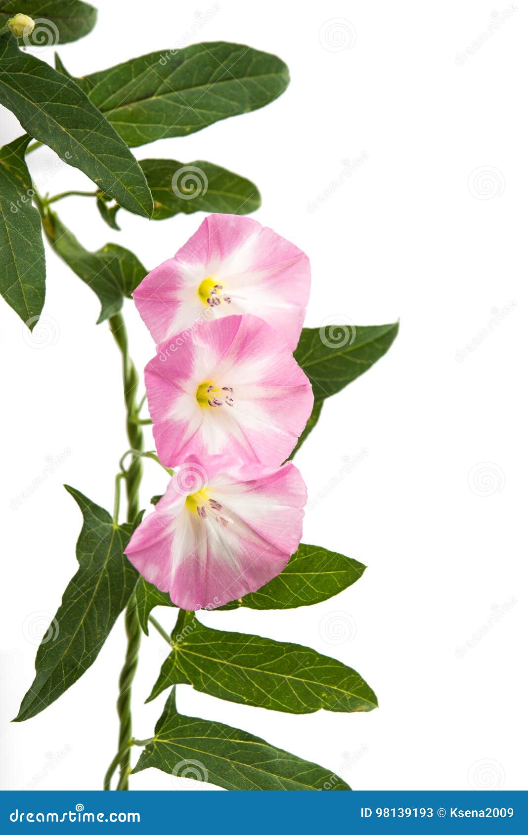 Flower bindweed isolated stock image. Image of flower - 98139193