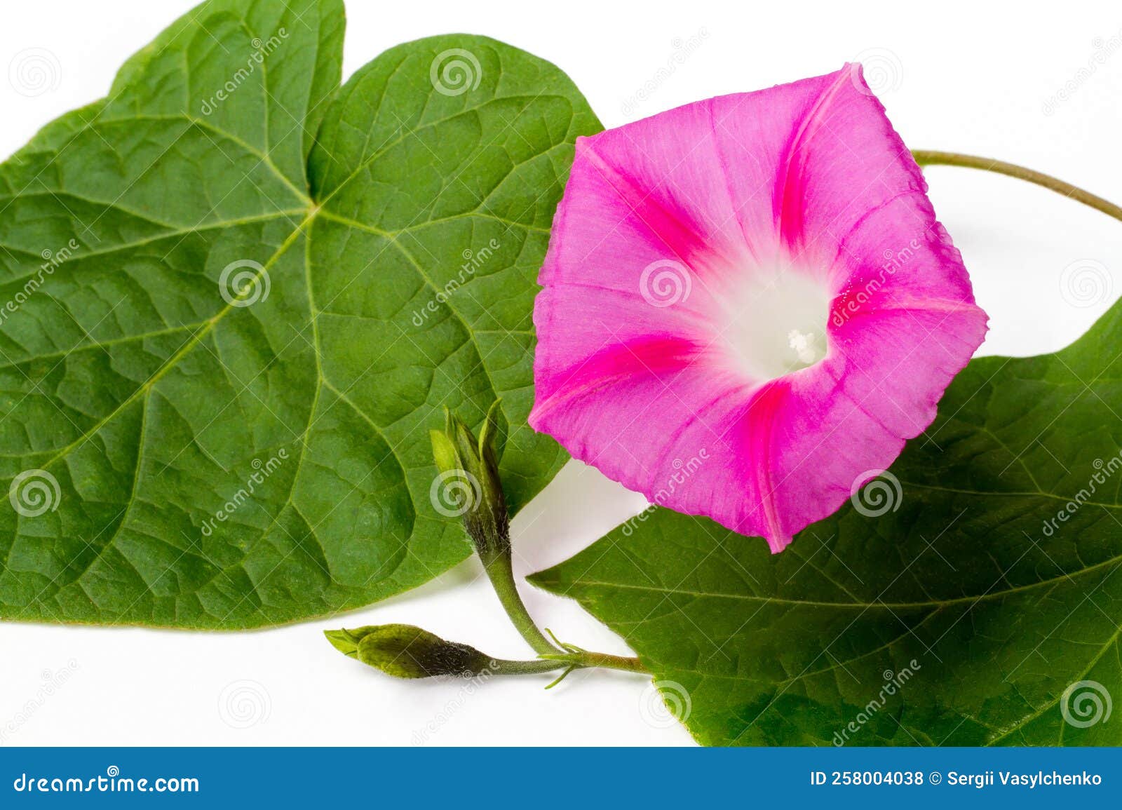 The Flower is a Bindweed with Leaves on a White Background. Stock Photo ...