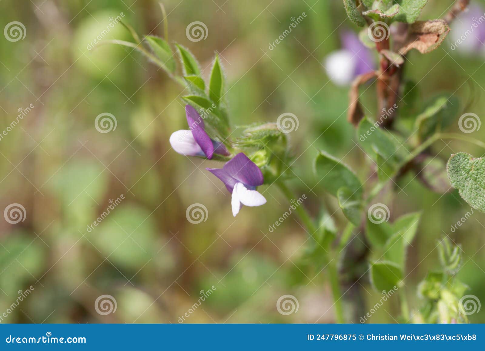 Flower of a Bithynian Vetch, Vicia Bithynica Stock Image - Image of ...