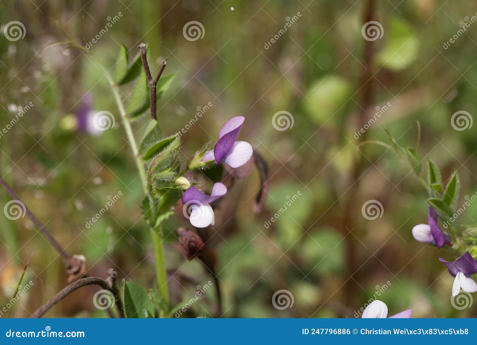 Flower of a Bithynian Vetch, Vicia Bithynica Stock Photo - Image of ...