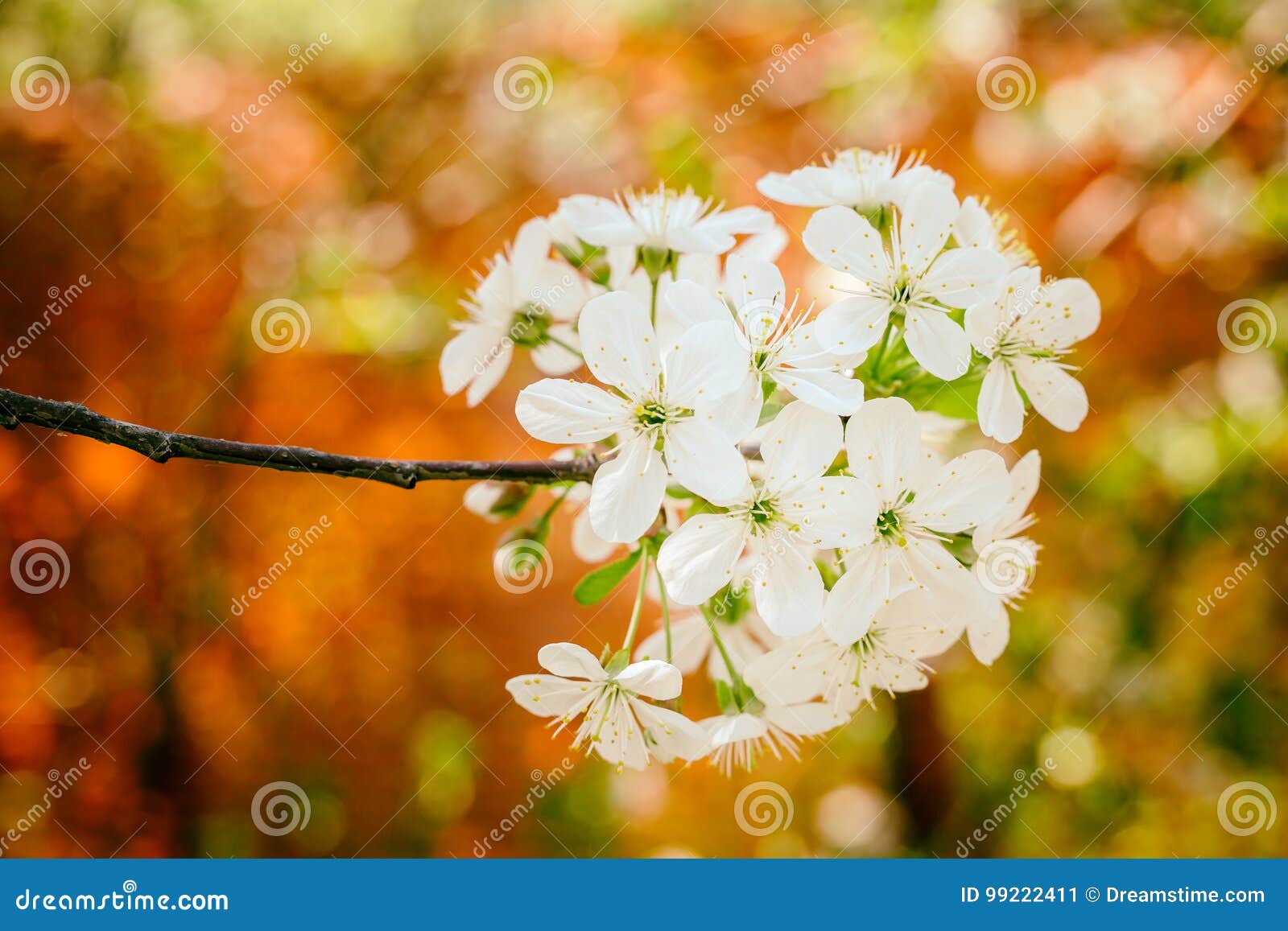 Flower bloom stock image. Image of flower, spring, green - 99222411