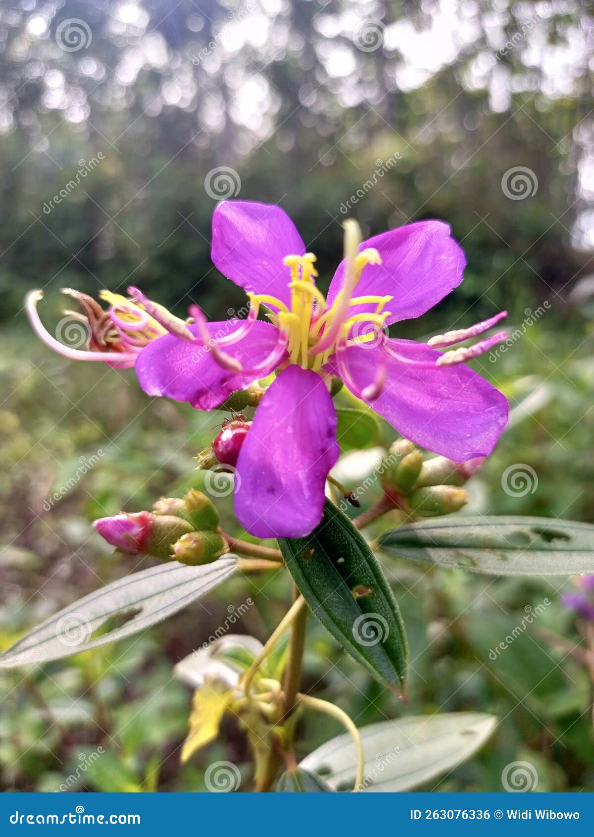 A Flower in Bloom in the Forest Stock Photo - Image of bloom, petal ...