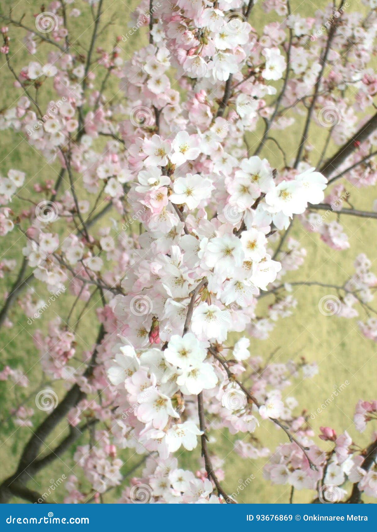 Flower Bloom and Refreshing Spring Stock Image - Image of flower ...