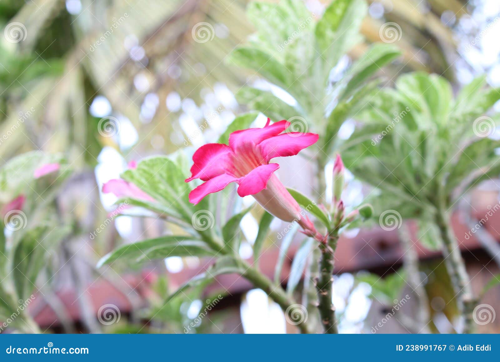 The Flower are in Bloom at the Rising Sun Stock Image - Image of bloom ...