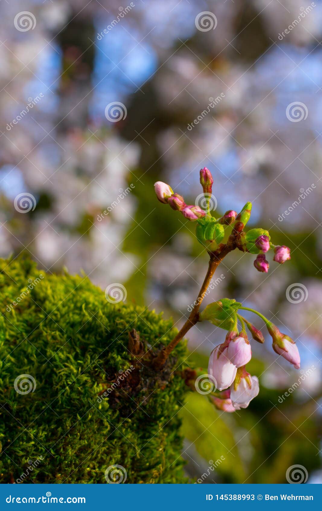 Flower before bloom stock image. Image of bright, closeup - 145388993