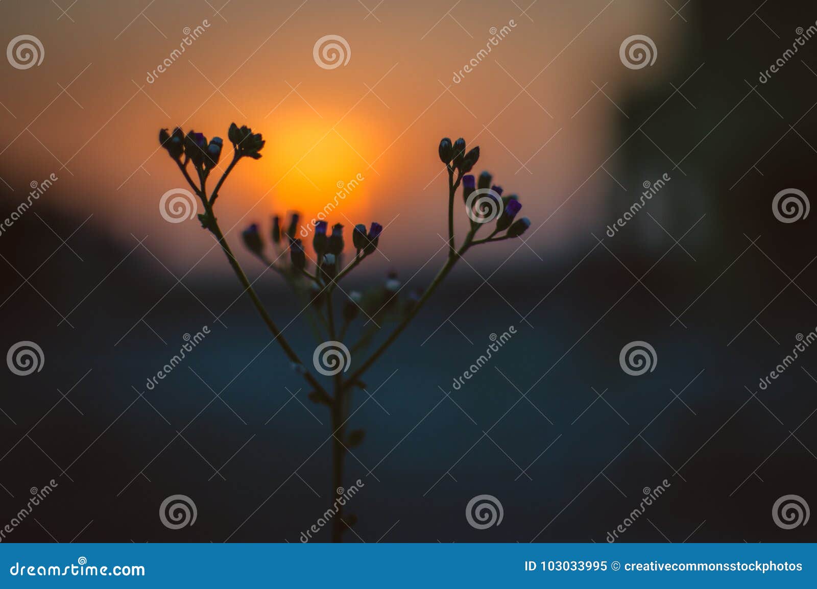 Flower Bloom During Sunrise Picture. Image: 103033995