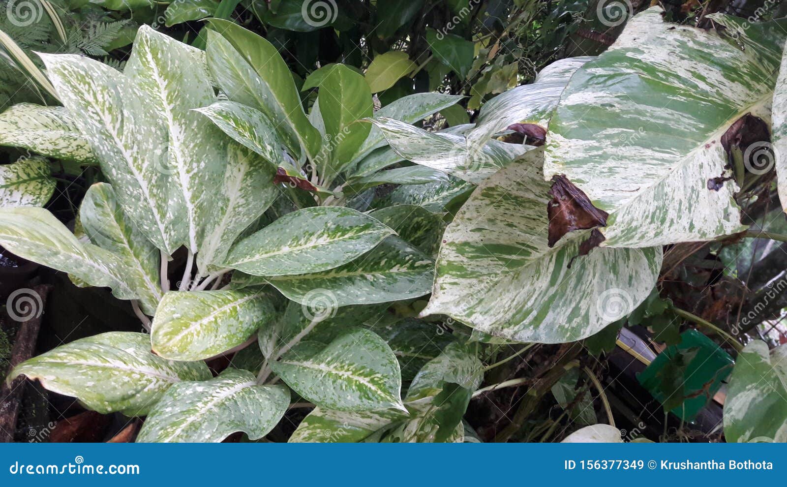 A Flower Blooming Above the Bush . it is Called Babandasia. it is a ...