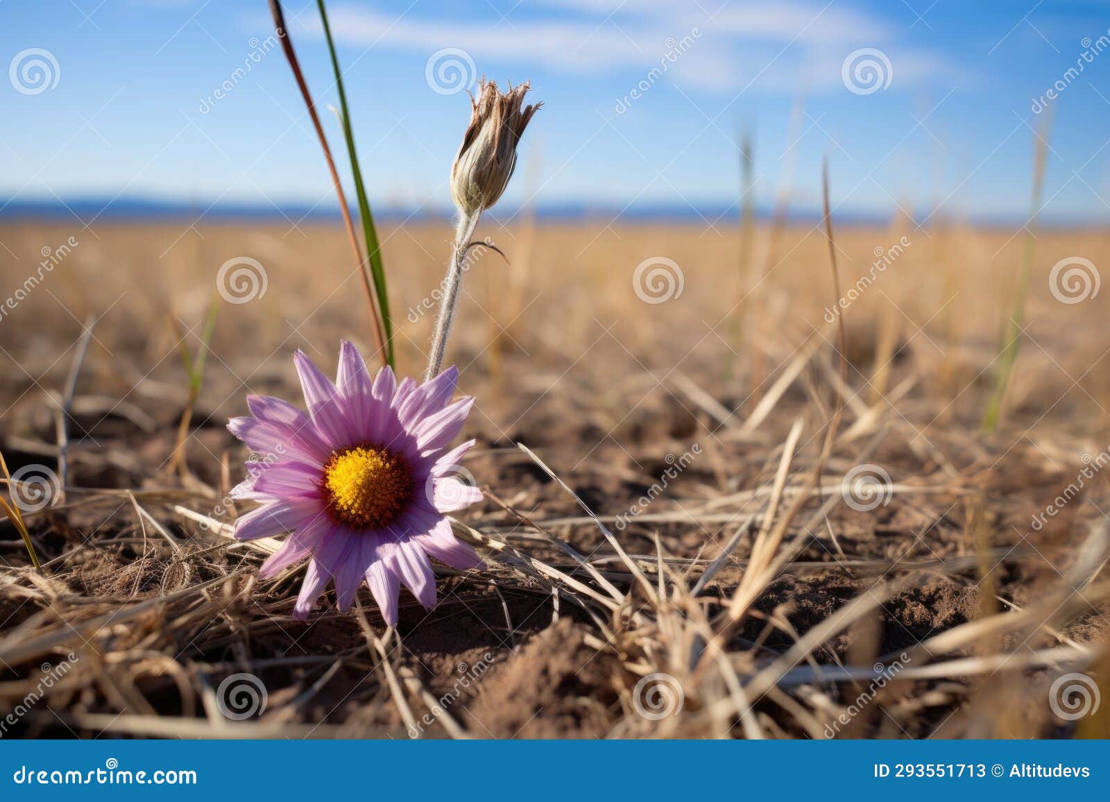 A Flower Blooming Amidst a Field of Dead Grass Stock Image - Image of ...