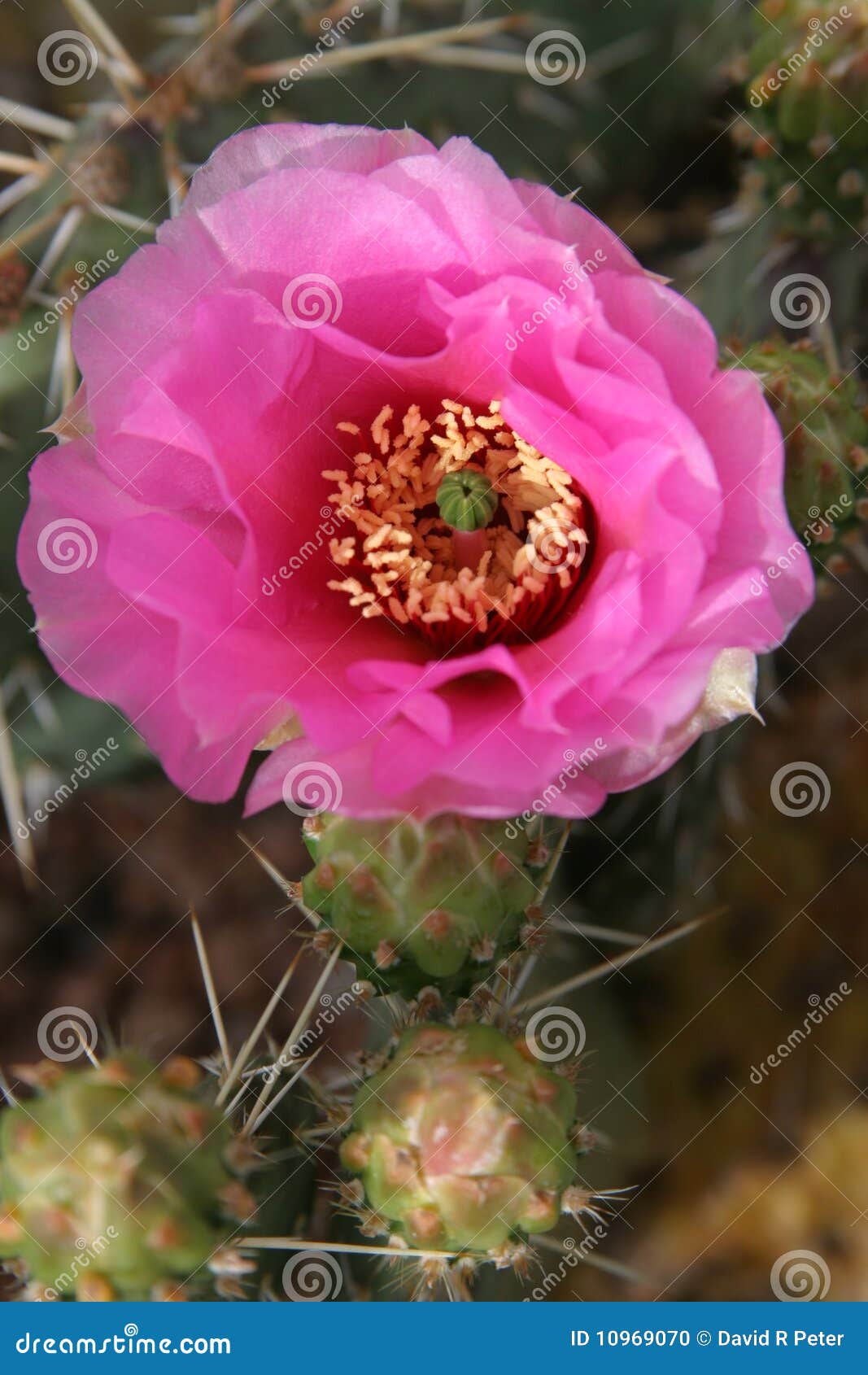 197 Delicate Ruffles Stock Photos - Free & Royalty-Free Stock Photos ...