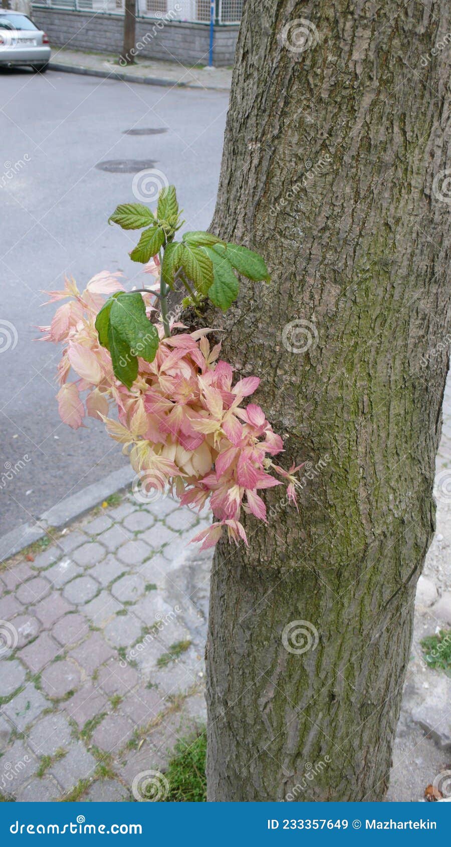 Flower Blooming from the Trunk of the Tree, Nature is Waking Up Stock ...