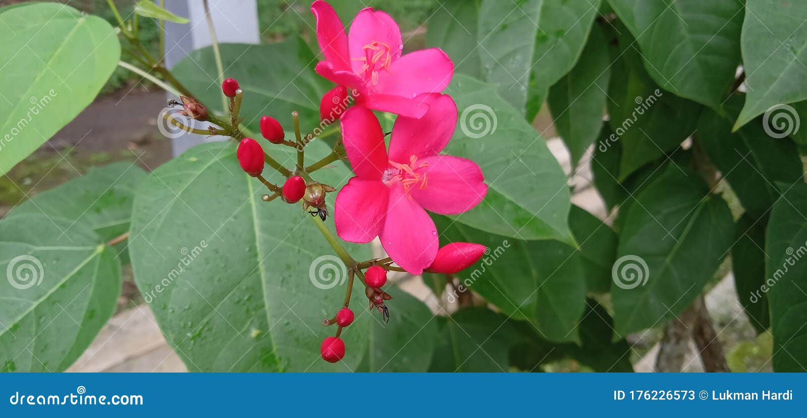 The Flower Blooms Beautifully Stock Image - Image of green, blooms ...