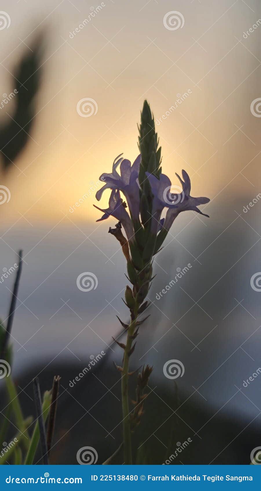 Flower blooms in the light stock photo. Image of light - 225138480