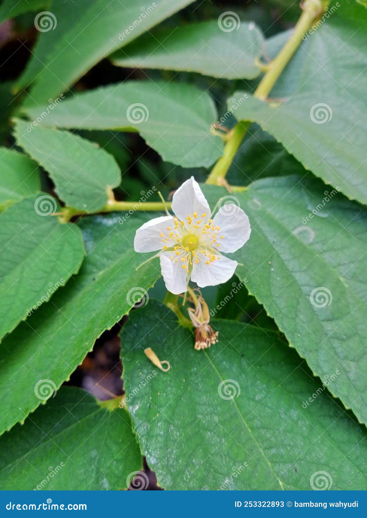 Kersen Tree Stock Photos - Free & Royalty-Free Stock Photos from Dreamstime