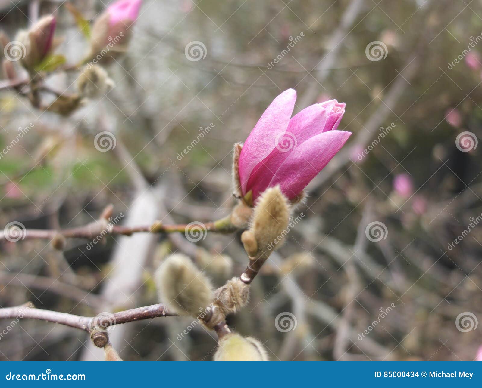 Flower blossom stock photo. Image of blossom, bush, bright - 85000434