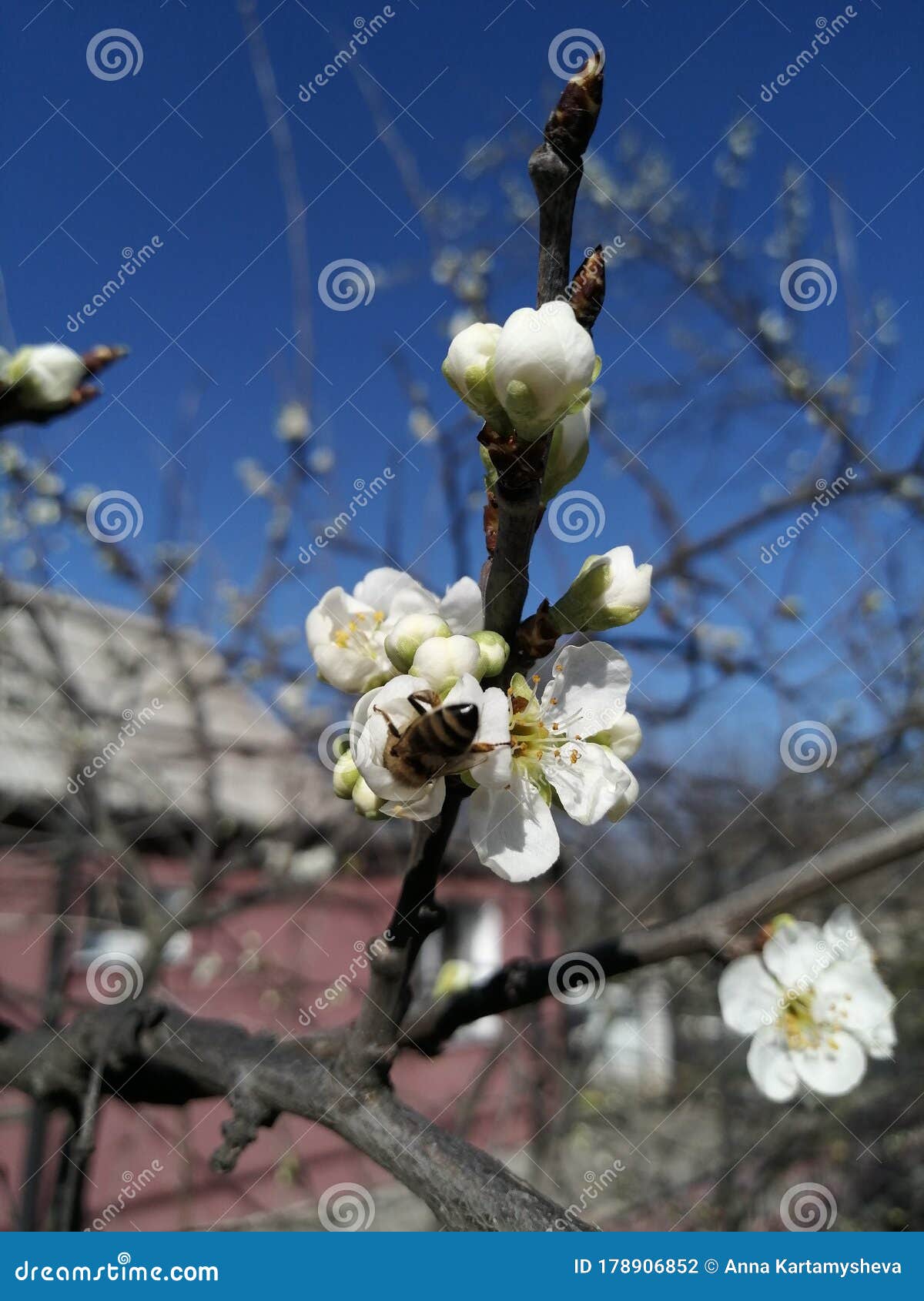 Flower Blossom White Spring Leaf Organ Stock Photo - Image of fruit ...