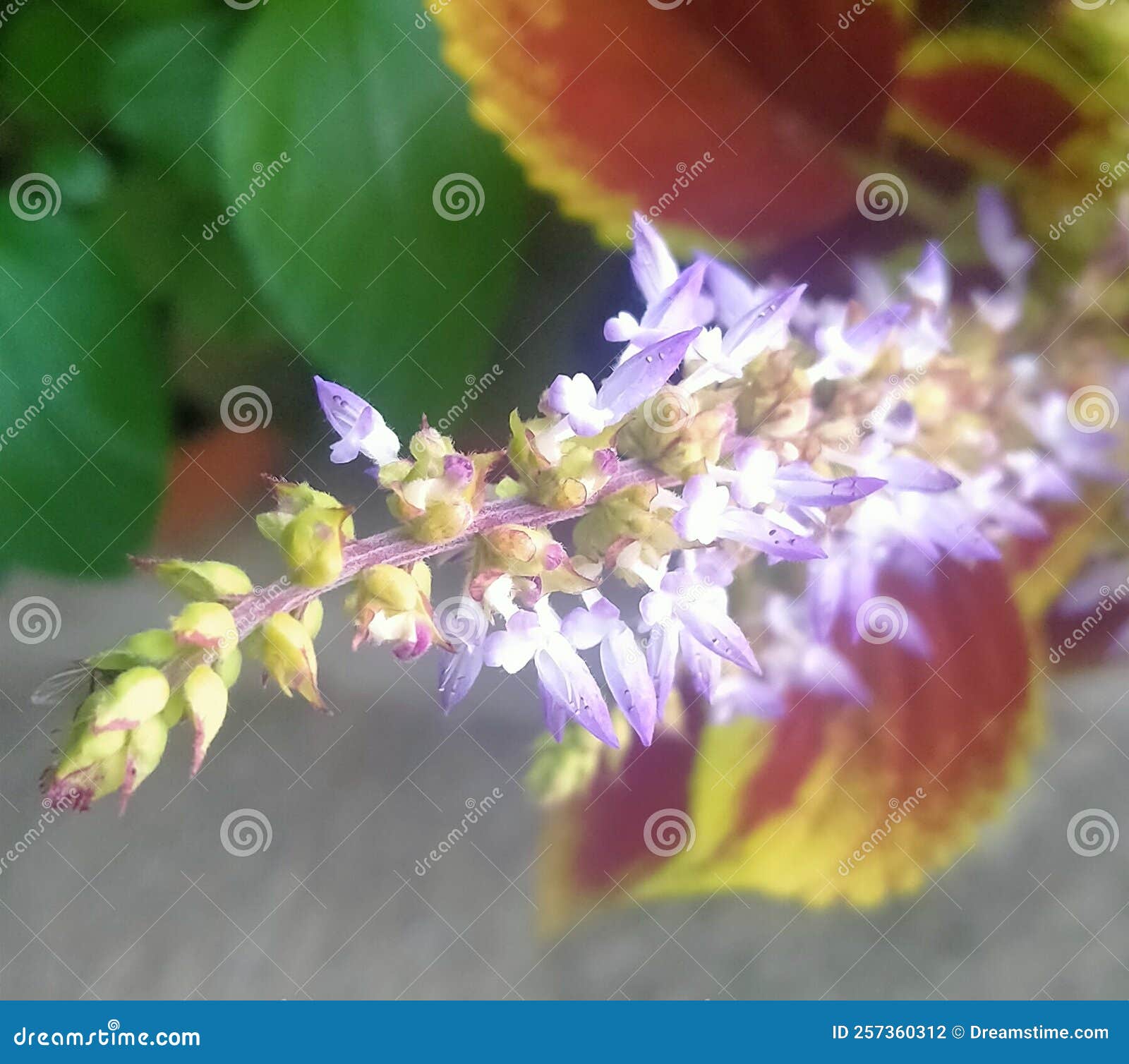 A Flower Blossoms for Its Own Joy Stock Photo - Image of pollen, flower ...