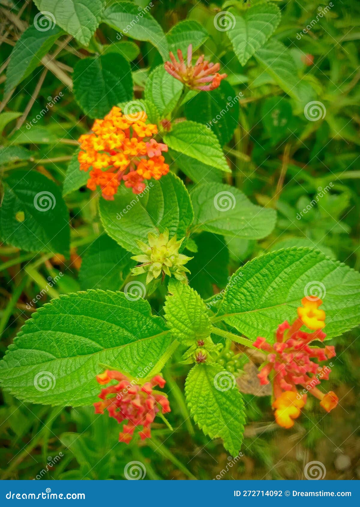 A Flower Blossoms for Its Own Joy. Stock Photo - Image of flower ...