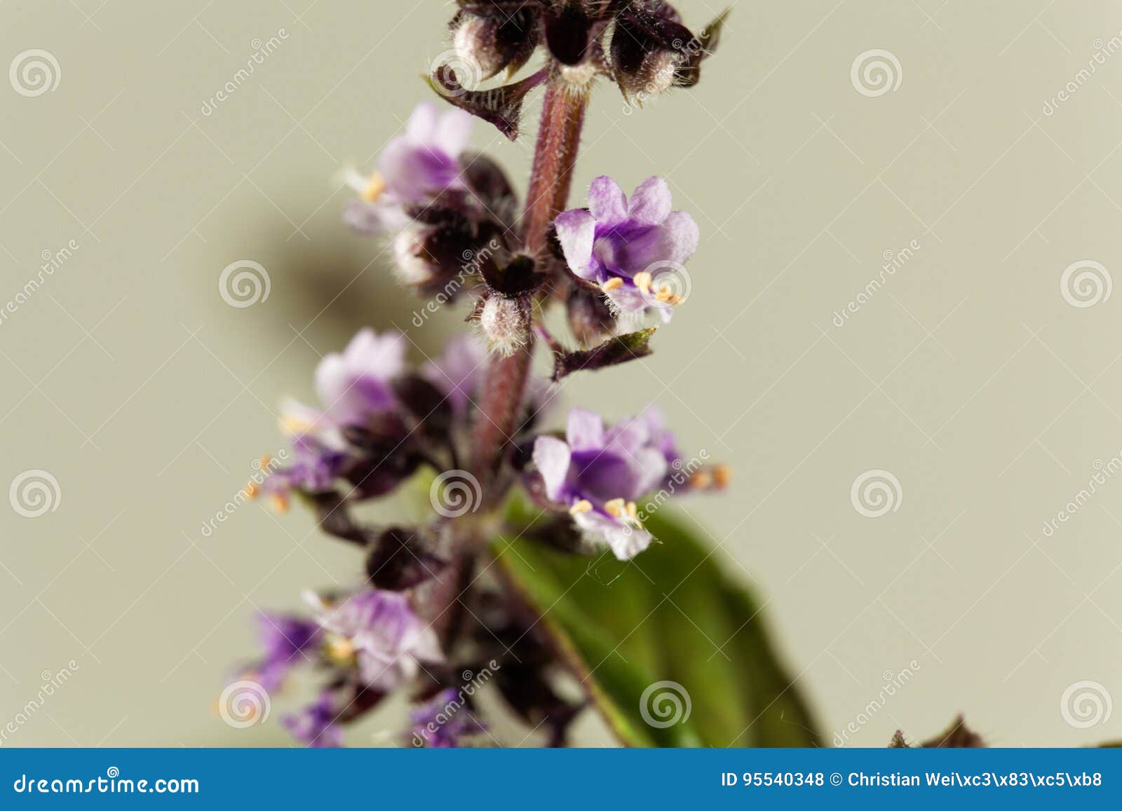Flower of a Blue Basil Plant Stock Photo - Image of botanical, herb ...