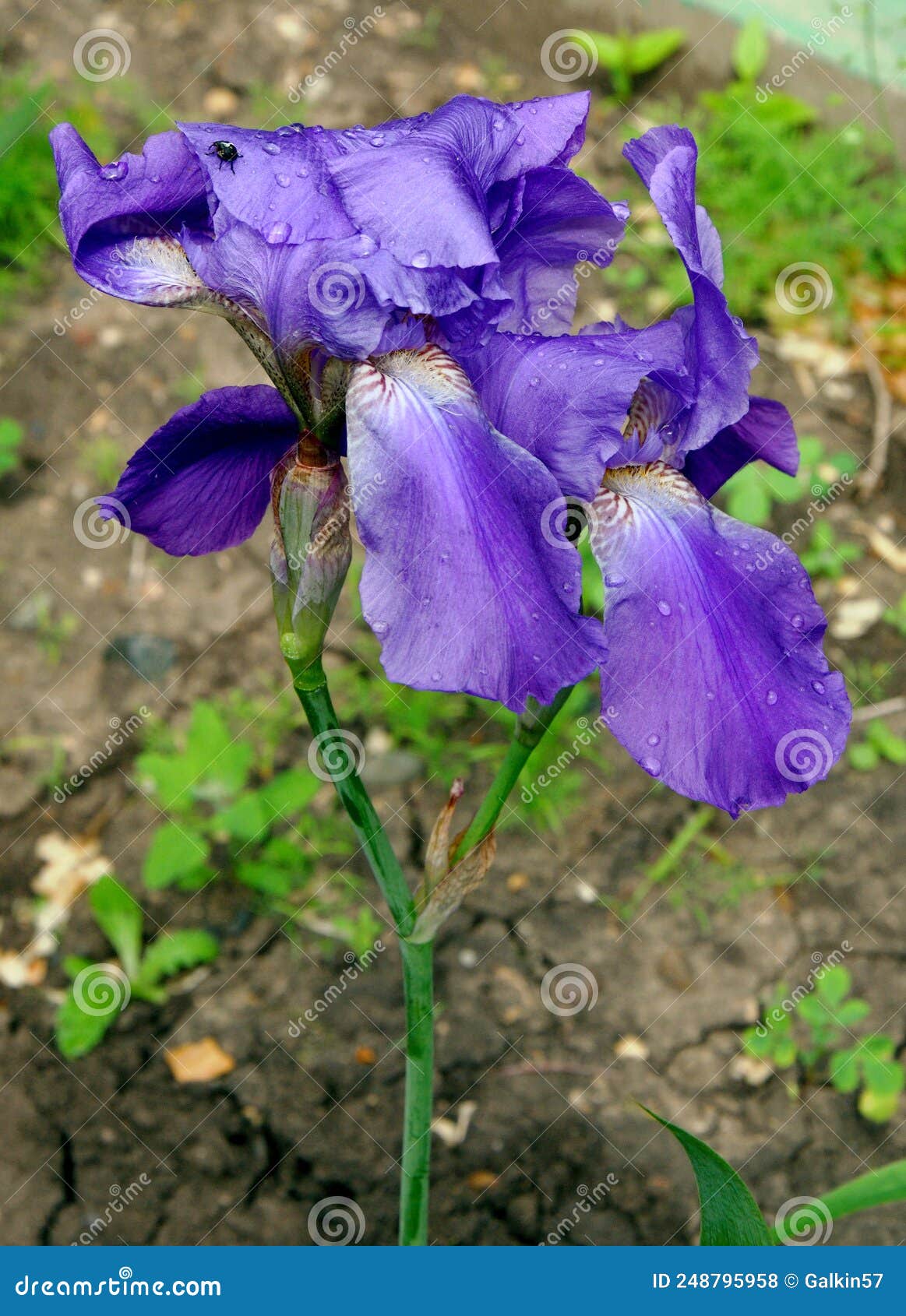Flower Blue Bearded Iris Latin Iris after the Rain Stock Photo - Image of floral, bearded: 248795958