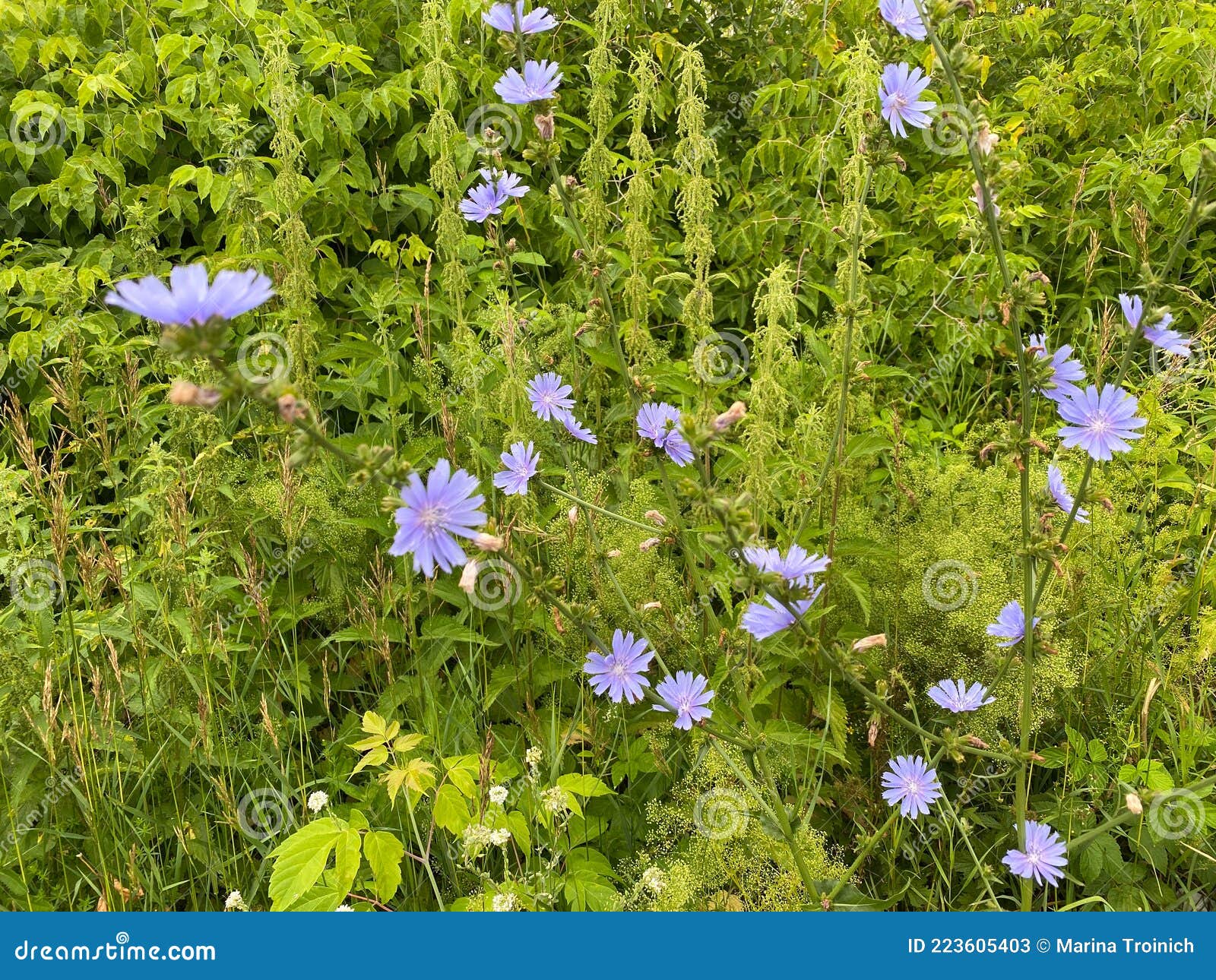 Flower of Blue Chicory Plant Blooming in Field Stock Image - Image of ...