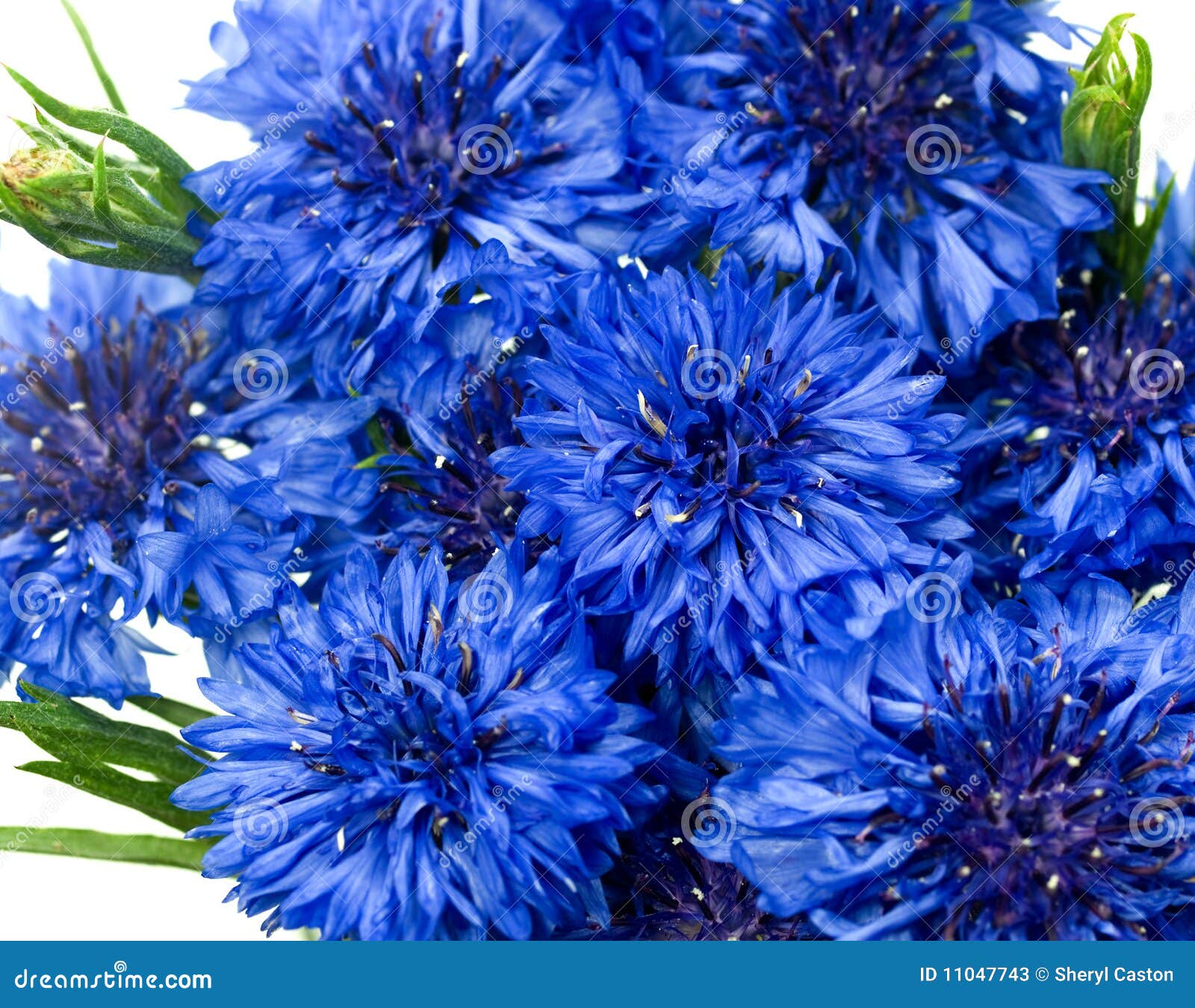 Flower Blue Cornflower Centaurea Cyanus Stock Image - Image of ...