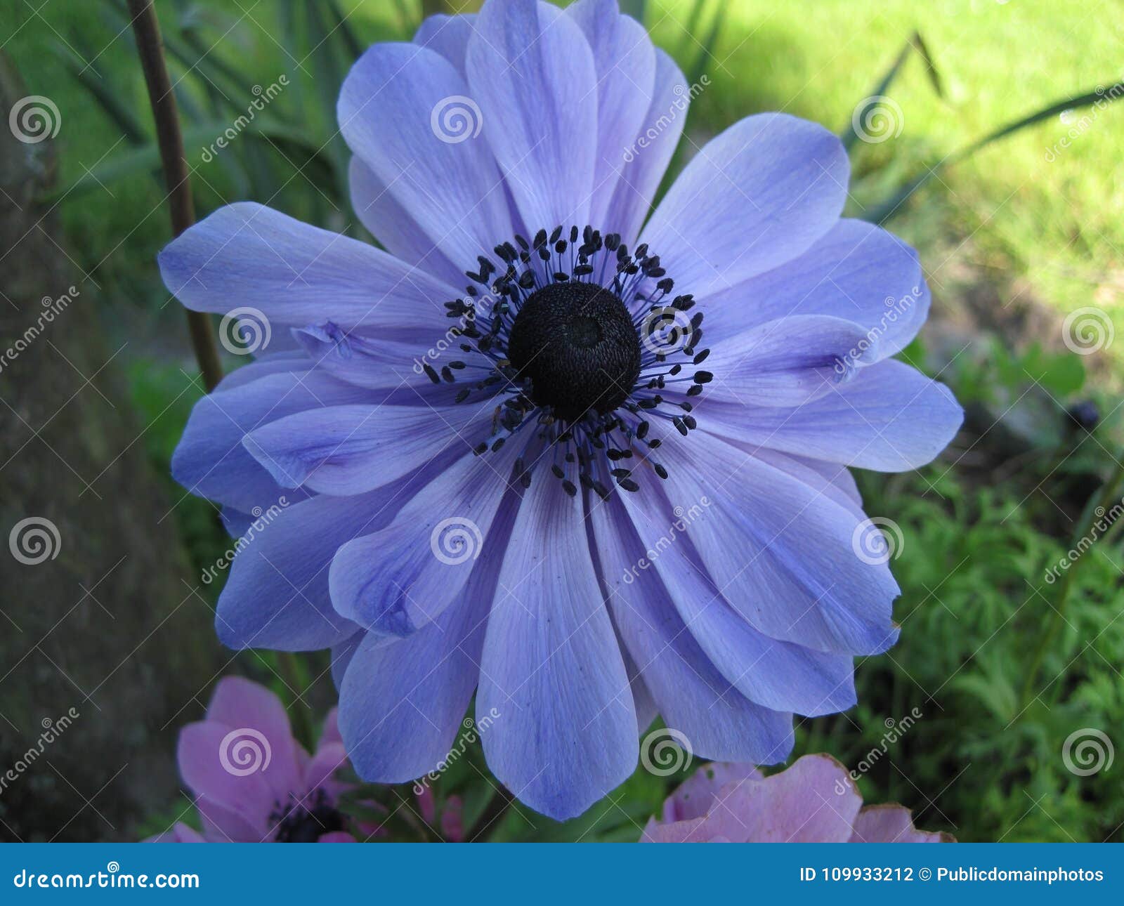Flower, Blue, Flora, Plant Picture. Image: 109933212
