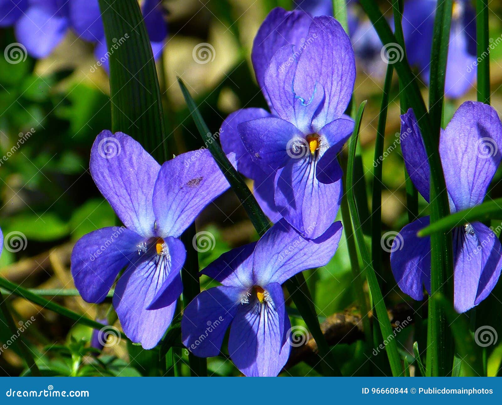 Flower, Blue, Flora, Plant Picture. Image: 96660844