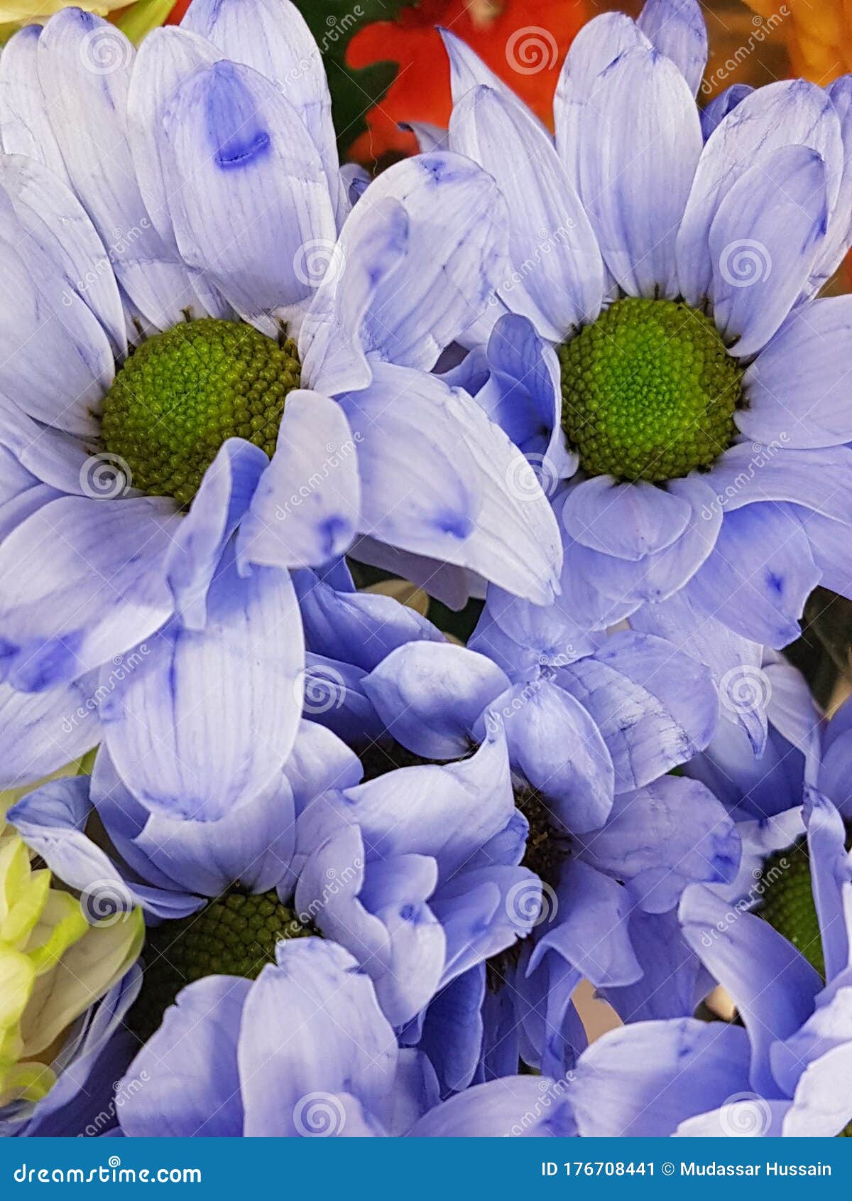 Flower Blue Green Plant Patel Stock Image - Image of blue, flower ...