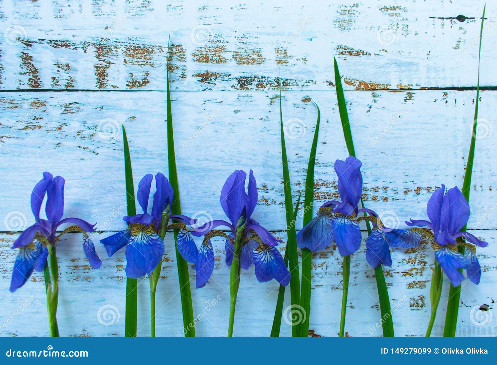Flower Blue Iris on a Light Wooden Background. Stock Image - Image of ...